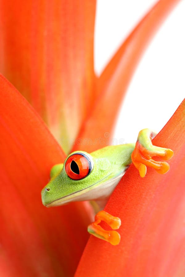 Red-eyed tree frog stock image. Image of curiosity, wildlife - 3947467
