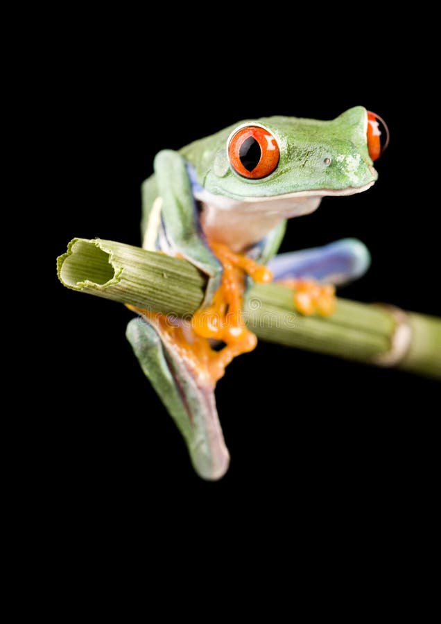 Baby Tree Frog in Awkward Position Stock Image - Image of baby, close ...