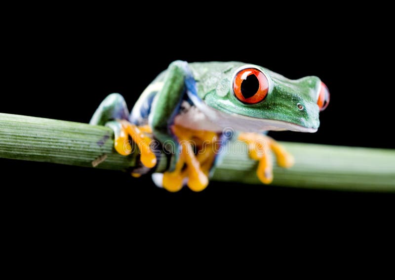 Red eyed tree frog stock photo. Image of amphibian, peep - 3954970