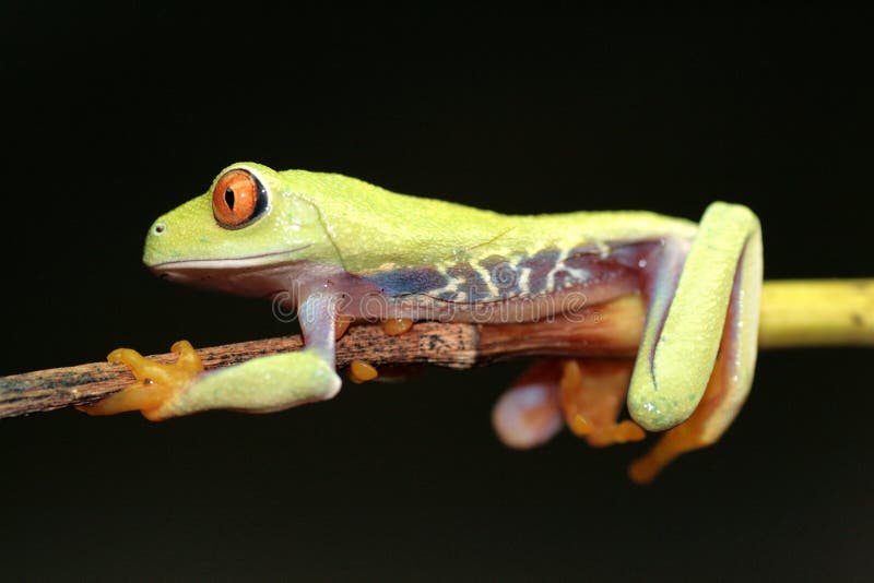 Green Tree Frog Hanging from Branch Stock Photo - Image of gripping ...