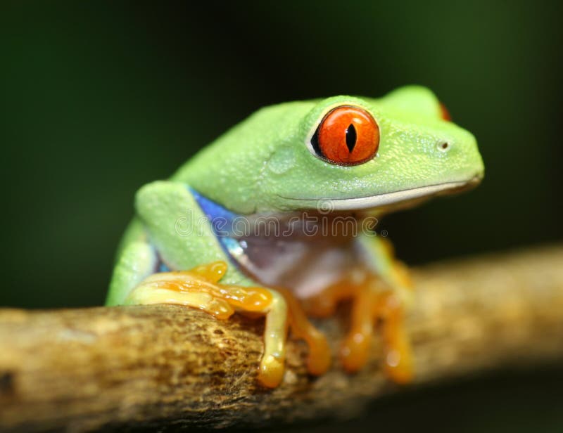 Red eyed tree frog stock image. Image of animal, green - 5094713