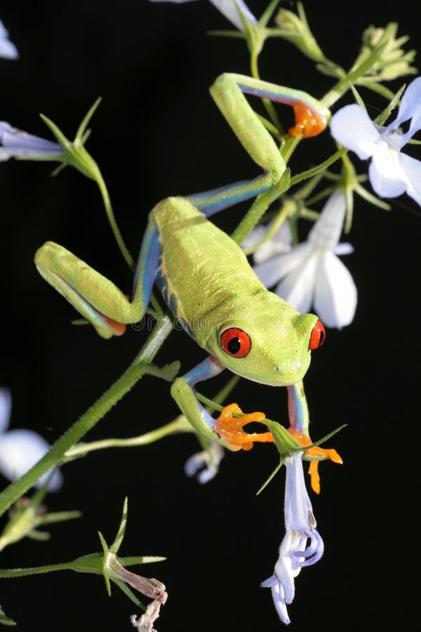 Red Eyed Tree Frog Picture. Image: 5626285