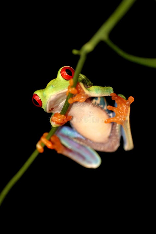 Red eyed tree frog stock photo. Image of callidryas, plant - 6267696