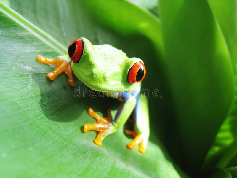 Red Eye Tree Frog Profile stock image. Image of jump, endangered - 594483