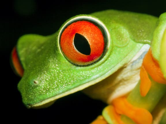379 Agalychnis Callidryas Red Eyed Frog Jump Stock Photos - Free ...