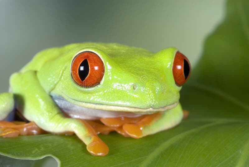 Baby red-eyed tree frog stock image. Image of frog, green - 5990109