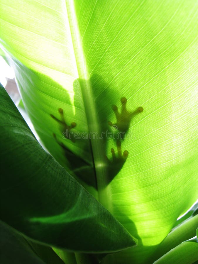 Red-eyed tree frog 60 stock photo. Image of amphibian - 19004002