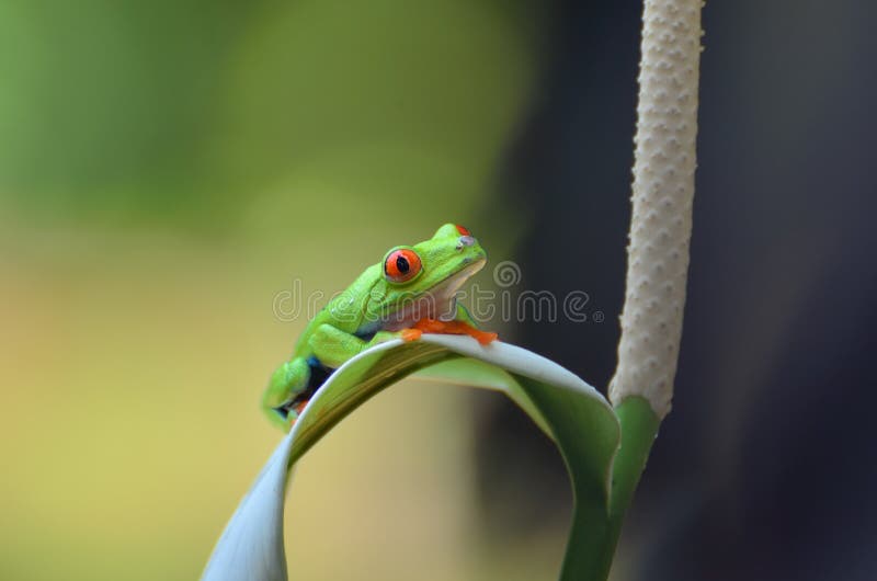 Red Eyed Tree Frog from Amazon Stock Photo - Image of background, milk ...
