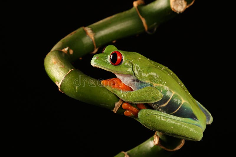 123 Red Legged Tree Frog Stock Photos - Free & Royalty-Free Stock ...