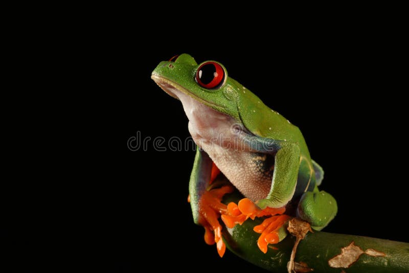 Red Eyed Tree Frog stock image. Image of isolated, flower - 88278119