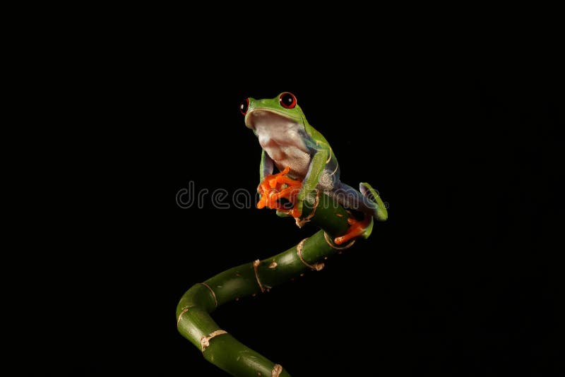 Red Eyed Tree Frog stock image. Image of fauna, conservation - 88278637
