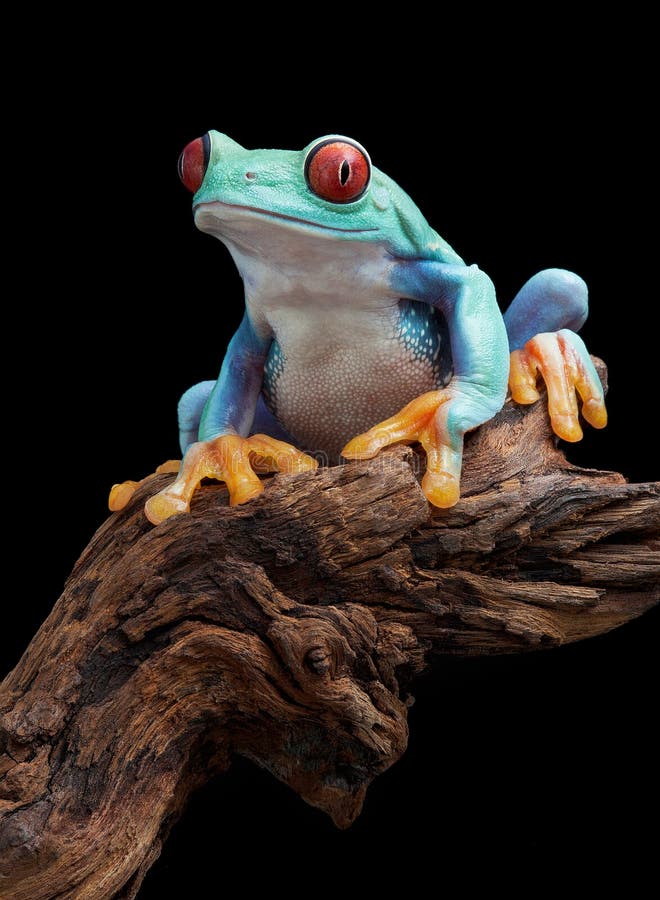 Red-eyed Tree Frog on Branch Stock Photo - Image of webfoot, nocturnal ...
