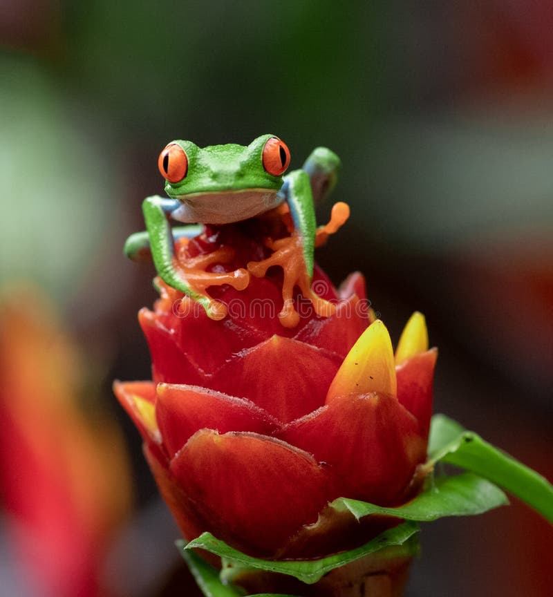 Red-eyed tree frog stock image. Image of tree, splendid - 131804391