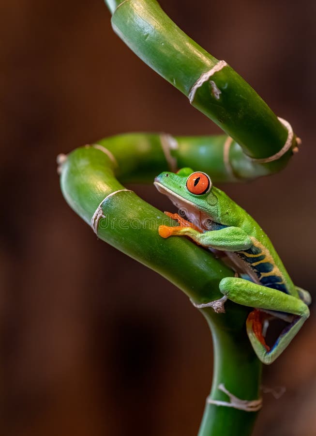Red-eyed Tree Frog in Costa Rica Stock Photo - Image of bugle, eagle ...