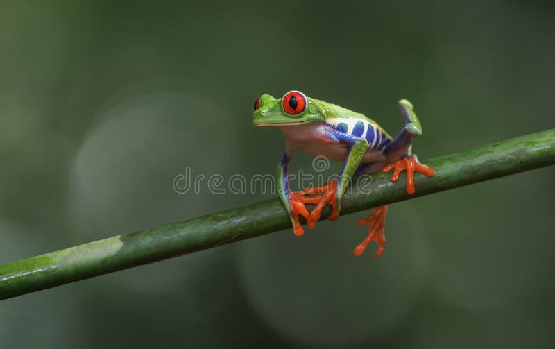 Red-eyed Tree Frog in Costa Rica Stock Photo - Image of africa, autumn ...
