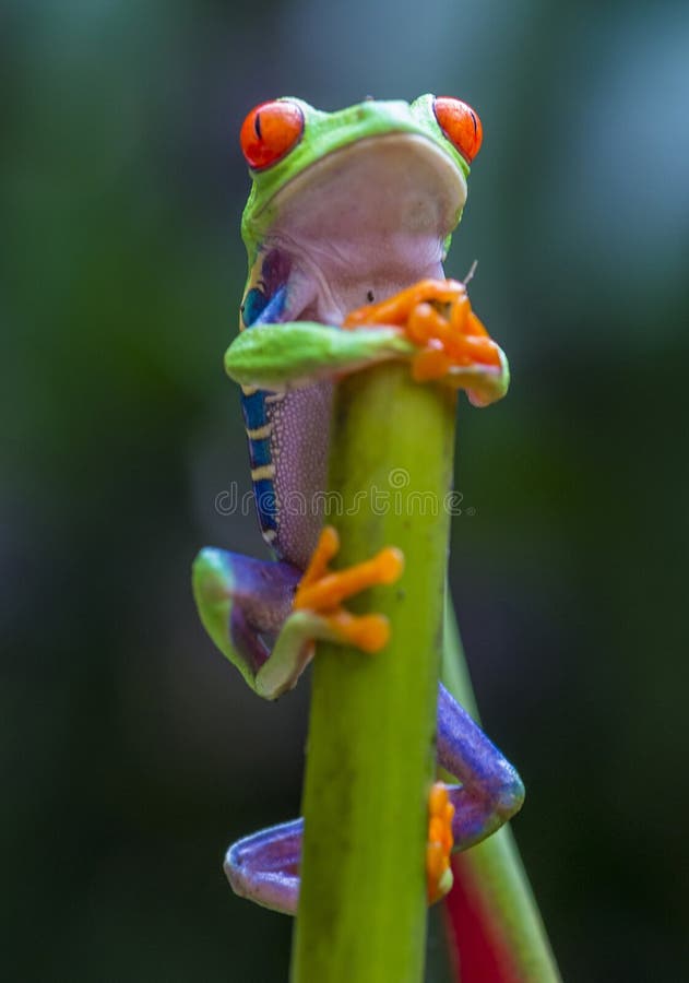 Red-Eyed Tree Frog stock image. Image of toad, animal - 70489203