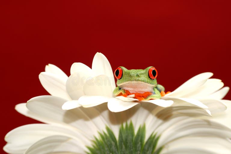 Red Eyed Tree Frog and Flower Stock Photo - Image of beautiful, goofy ...