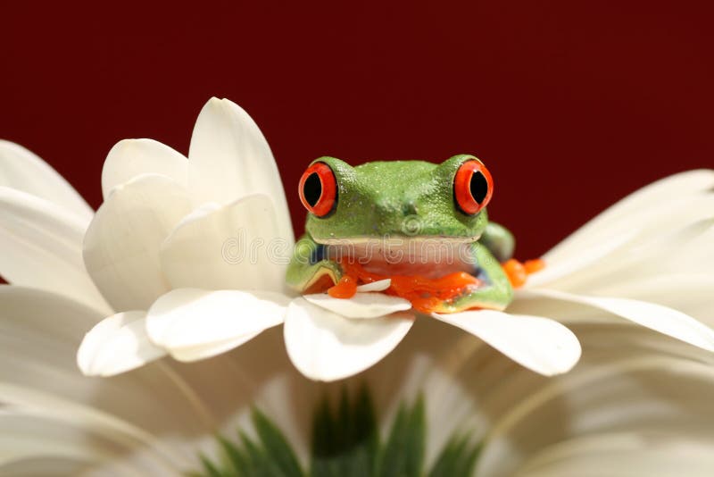 Red Eyed Tree Frog and Flower Stock Image - Image of agalychnis, alert ...
