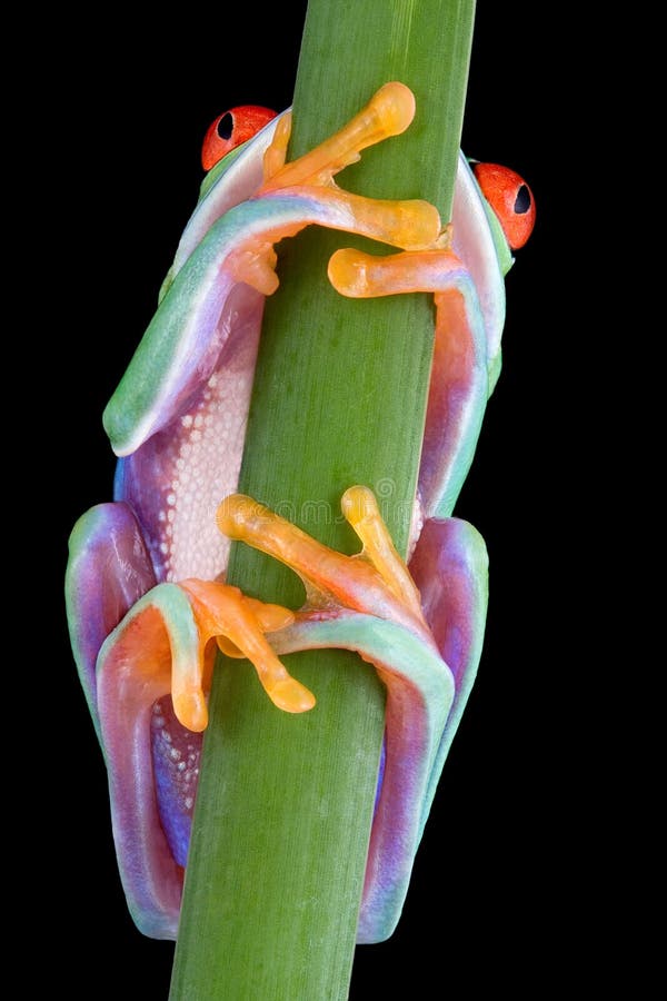 Red-eyed Tree Frog Hanging on Stock Image - Image of underneath ...