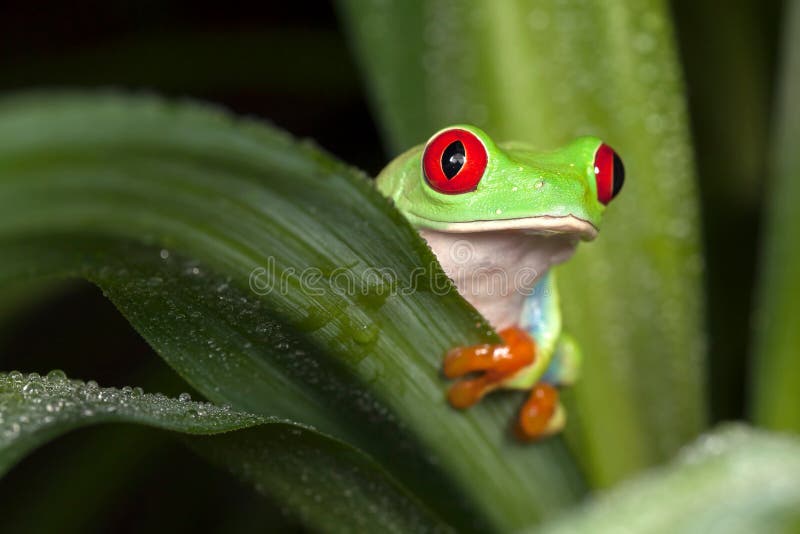 Red Eyed Tree Frog Hiding Behind the Leaf Stock Photo - Image of rain ...
