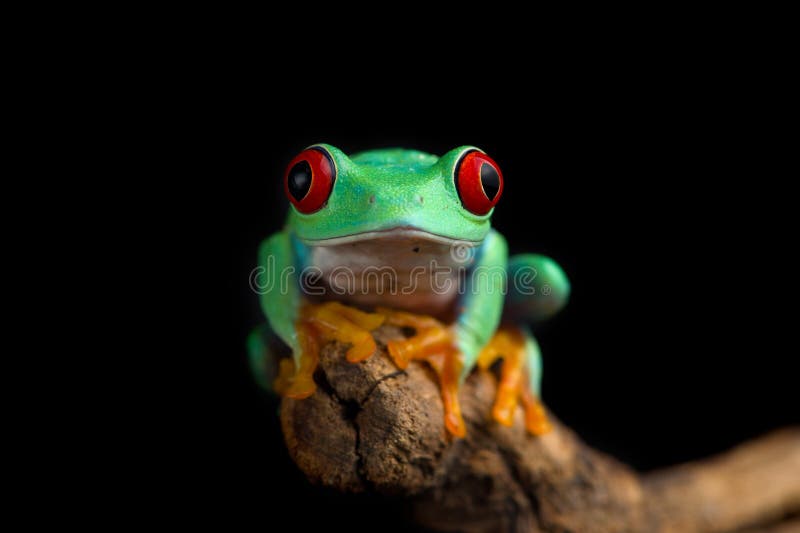 Red-eyed Tree Frog Isolated on Black Background Stock Image - Image of ...