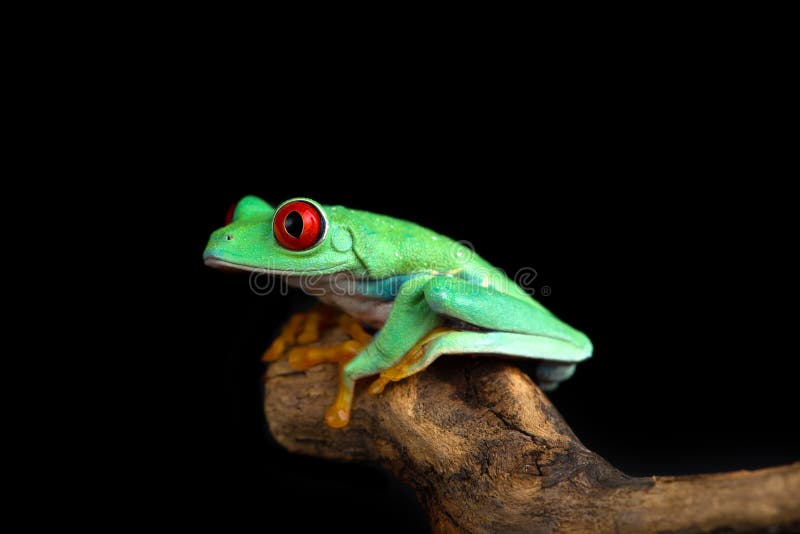 Red-eyed Tree Frog Isolated on Black Background Stock Photo - Image of ...