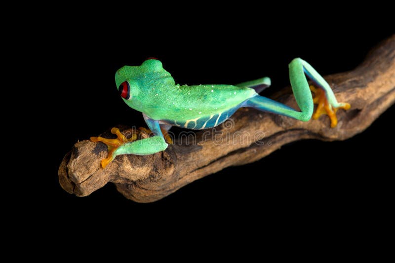 Red-eyed Tree Frog Isolated on Black Background Stock Image - Image of ...