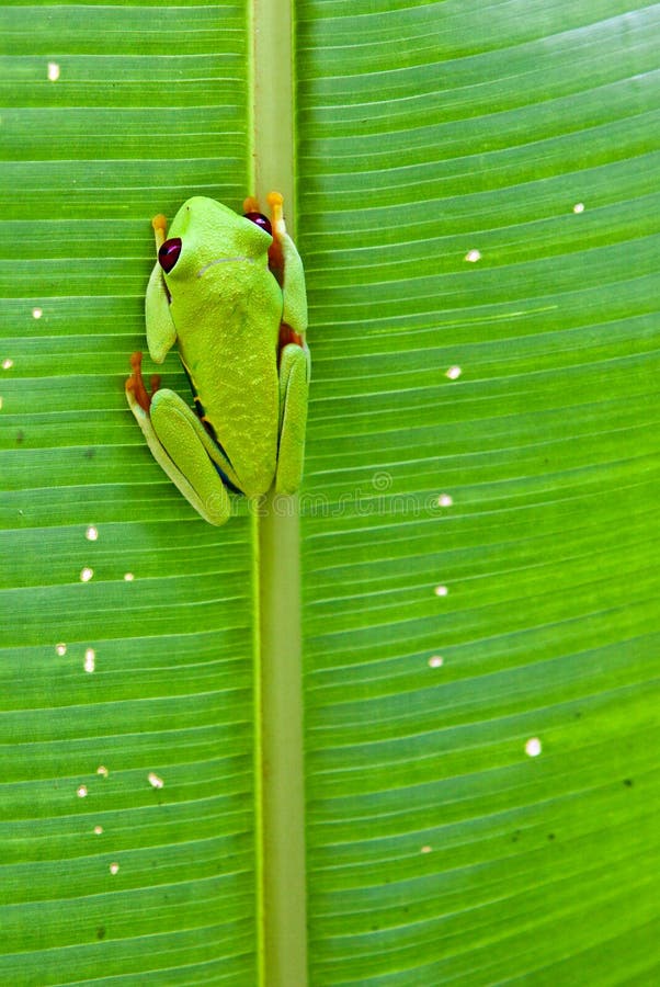 Red-eyed tree frog on leaf stock image. Image of frog - 11531181
