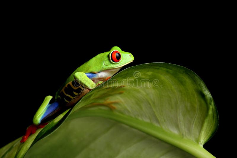 Red-eyed tree frog on leaf stock photo. Image of callidryas - 3389140