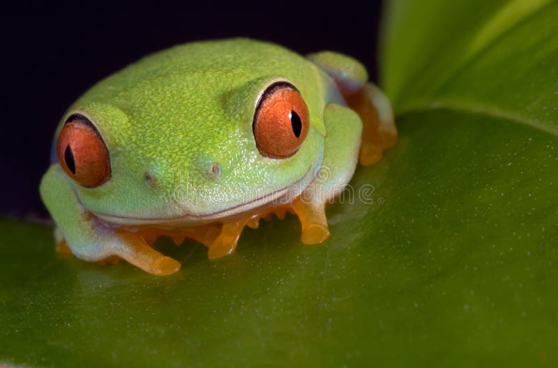 Red-eyed tree frog on leaf stock photo. Image of animal - 5846364