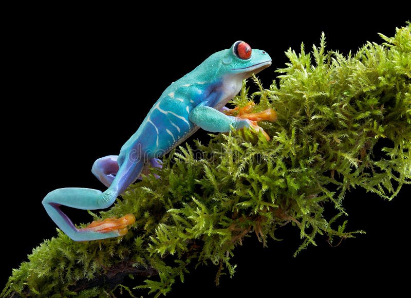 Red-eyed Tree Frog on Mossy Branch Stock Photo - Image of moss, nature ...