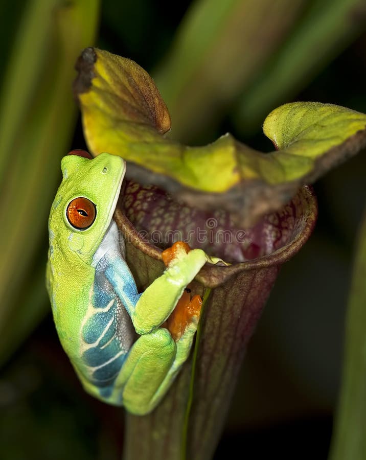 Red-Eyed Tree Frog on Pitcher Plant Stock Photo - Image of plant, frog ...