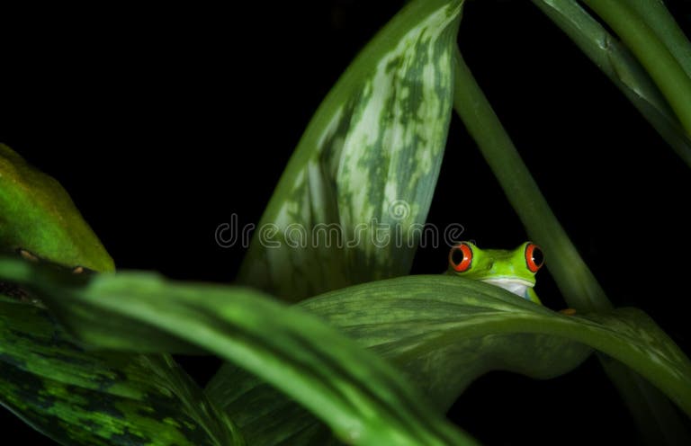 Red Eyed Tree Frog in Plants Stock Image - Image of treefrog ...