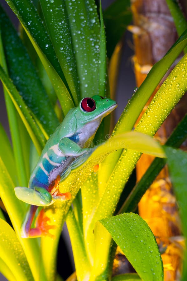 Red-eyed Tree Frog Playing in the Yellow Light Stock Photo - Image of ...