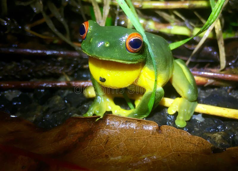 Red Eyed Tree Frog in a Rainforest Stock Photo - Image of tree, green ...