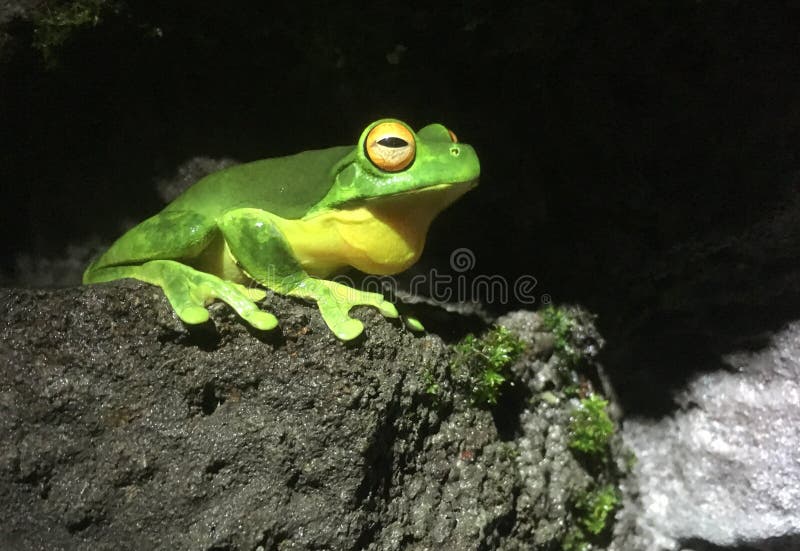 Red Eyed Tree Frog in a Rainforest Stock Image - Image of yellow, night ...