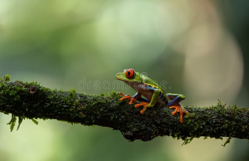 Red-eyed Tree Frog in Costa Rica Stock Photo - Image of frog ...