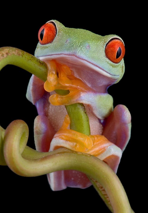 Red-eyed Tree Frog Resting on Vine Stock Photo - Image of amphibian ...
