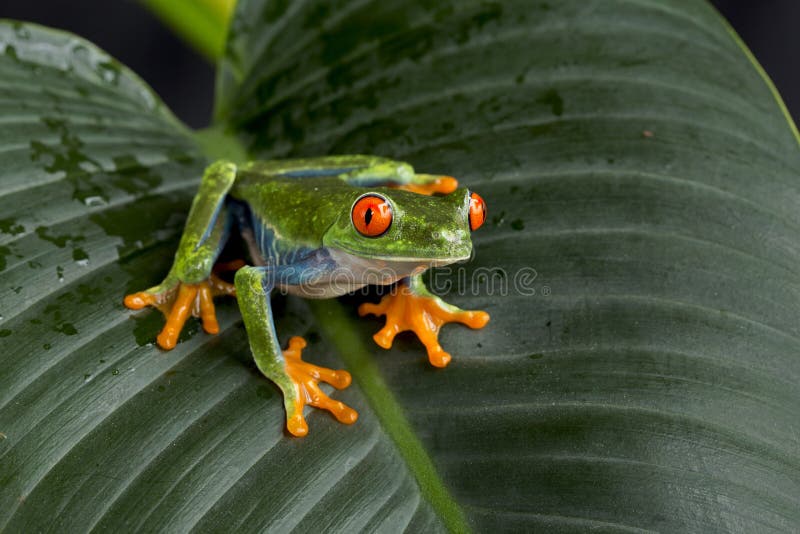 Red Eyed Tree Frog stock image. Image of profile, face - 35982315
