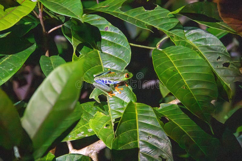 A Red-eyed Tree Frog in Rio Celeste, Costa Rica Stock Photo - Image of ...