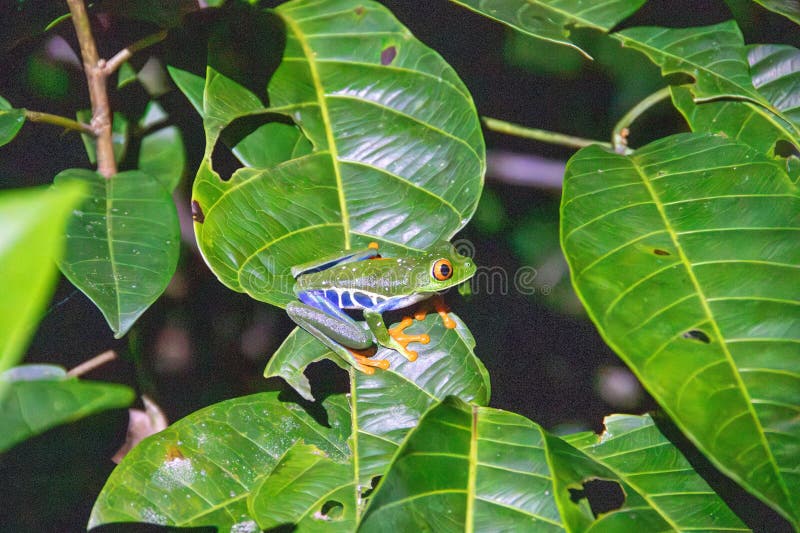 A Red-eyed Tree Frog in Rio Celeste, Costa Rica Stock Photo - Image of ...