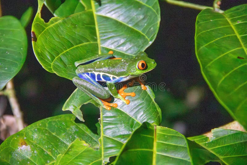A Red-eyed Tree Frog in Rio Celeste, Costa Rica Stock Image - Image of ...
