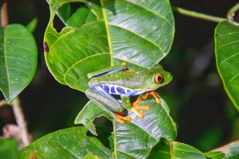 A Red-eyed Tree Frog in Rio Celeste, Costa Rica Stock Image - Image of ...