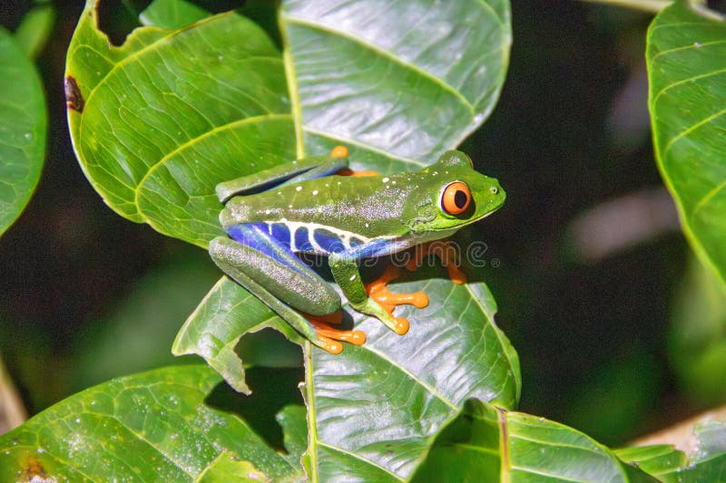 A Red-eyed Tree Frog in Rio Celeste, Costa Rica Stock Photo - Image of ...