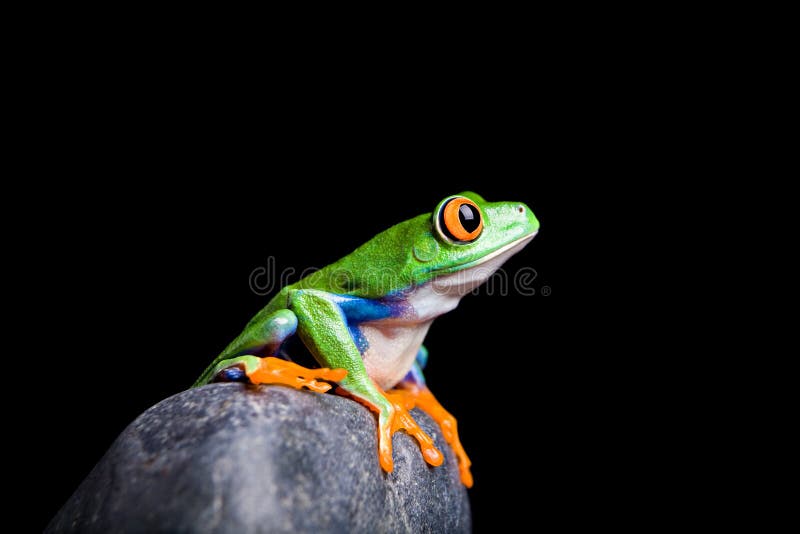 Red-eyed Tree Frog on a Rock Stock Image - Image of environmental ...