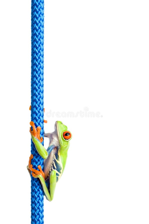 Red-eyed tree frog on rope stock image. Image of conservation - 2624003