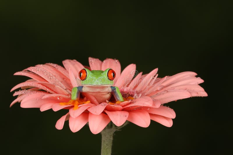 Red Eyed Tree Frog Sat on Flower Stock Photo - Image of stem, nature ...