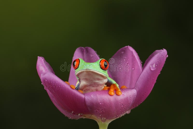 Purple Red Eyed Tree Frog