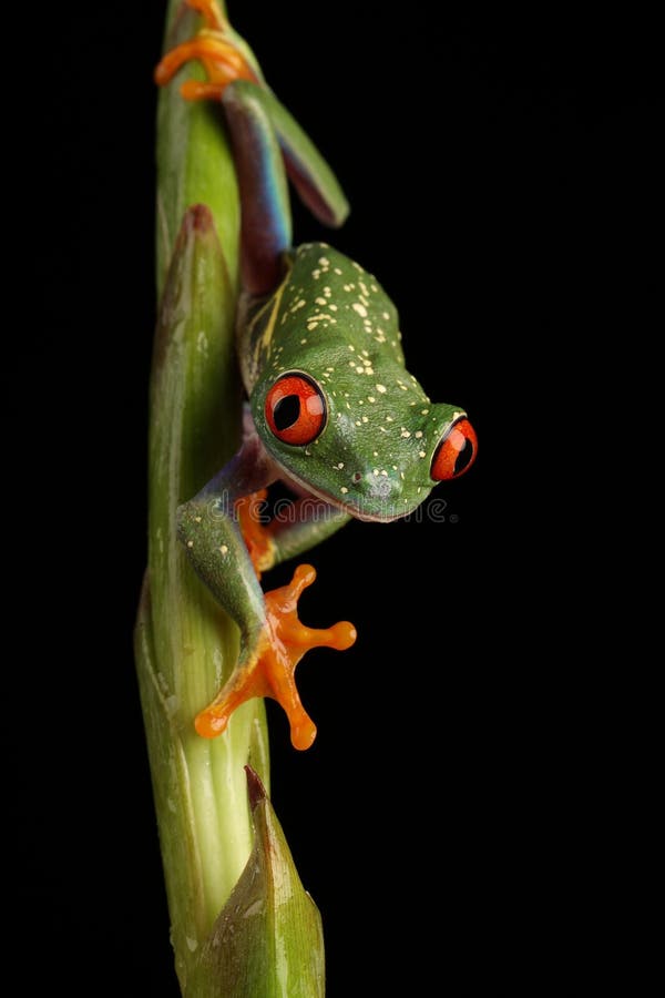 Red Eyed Tree Frog - Studio Captured Image Stock Image - Image of crazy ...