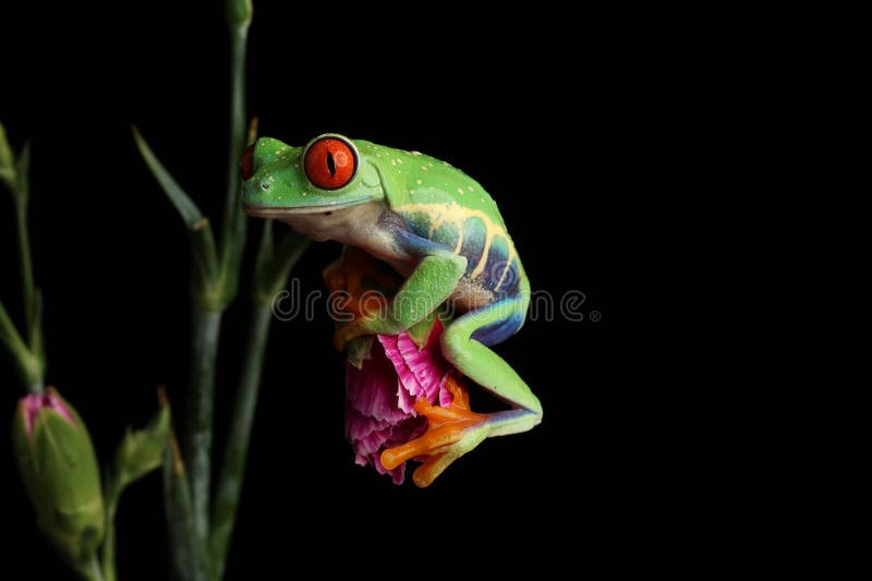 Red Eyed Tree Frog - Studio Captured Image Stock Image - Image of fauna, gaudy: 279457671